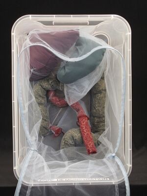 Peritoneum in a Box - Anatomy Teaching Models